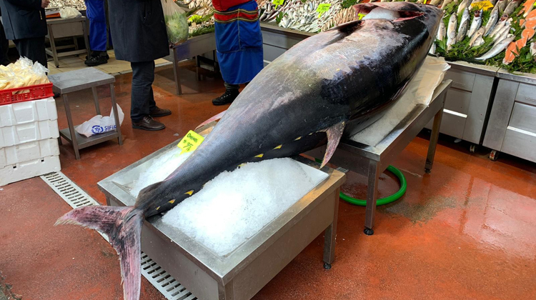 Orkinos balığı tam 325 kilo » İstanbul Takipte İstanbul Yerel Haber